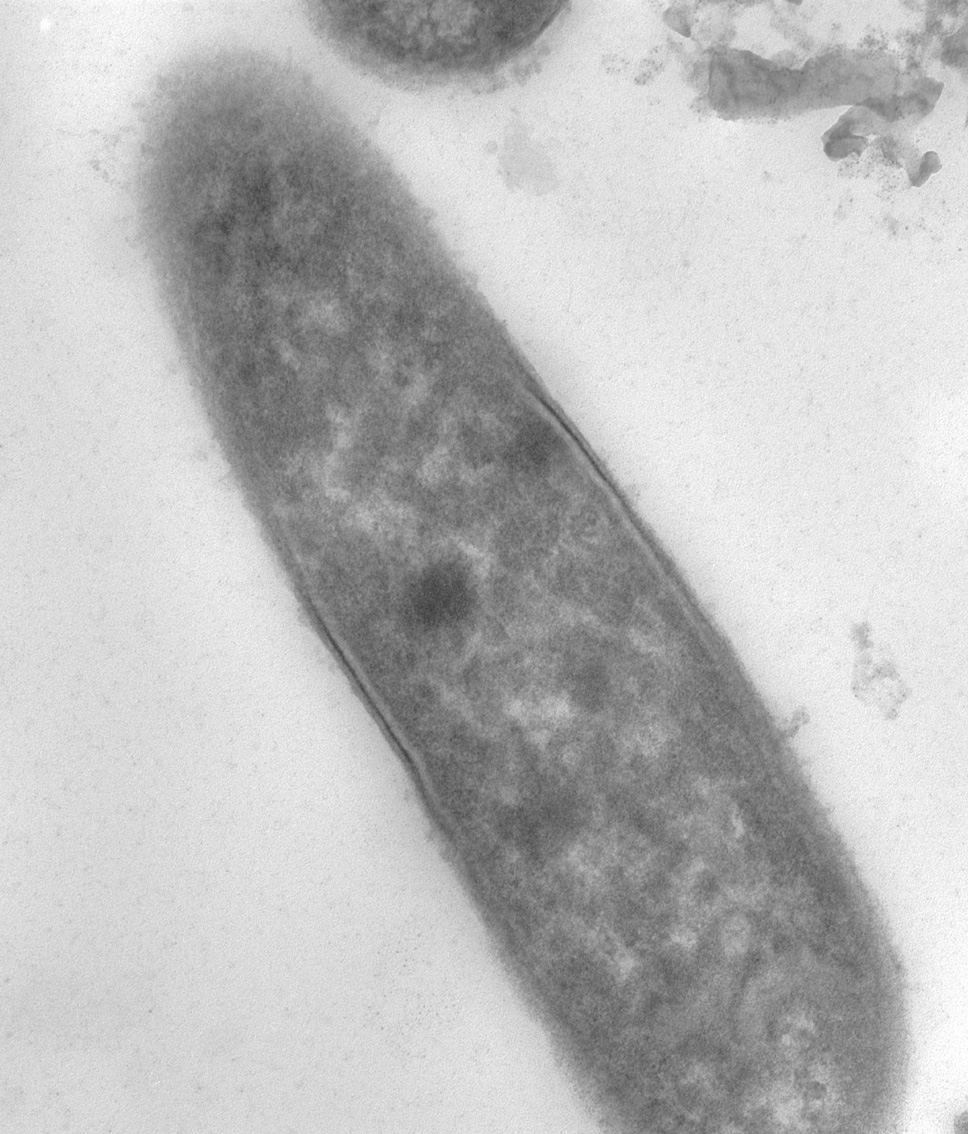 Briciole di Biologia --- Crumbs of Biology di Giovanna Rosati: Un ...