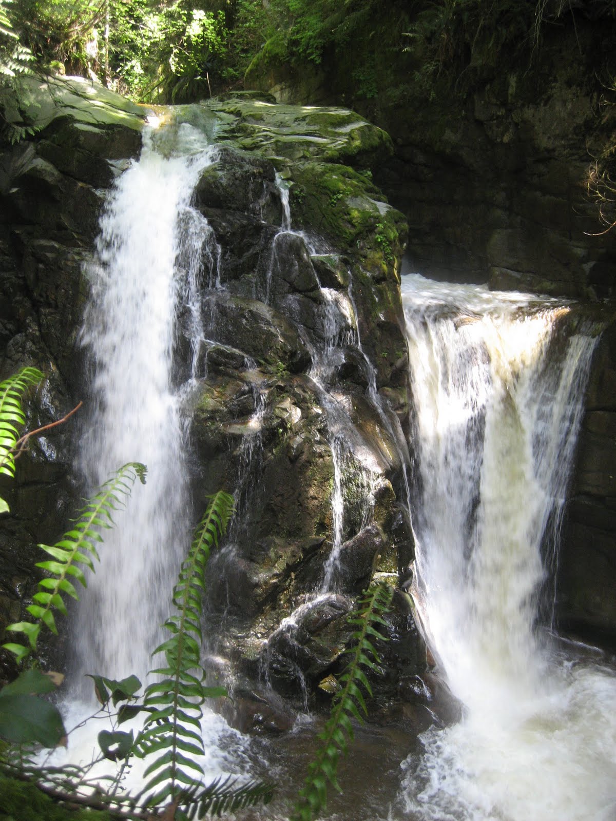 lemon-lime: Cypress Falls