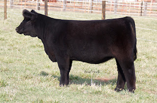 Lautner Farms: Females and Fellows of the Fall Online Sale - Bremer ...