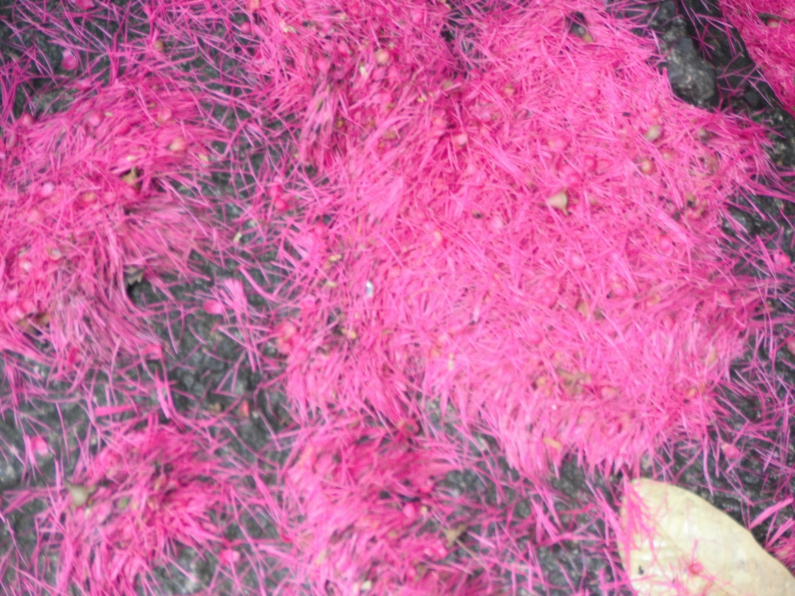 Estudio de la naturaleza: Arbol de Pomarosa (rose-apple)