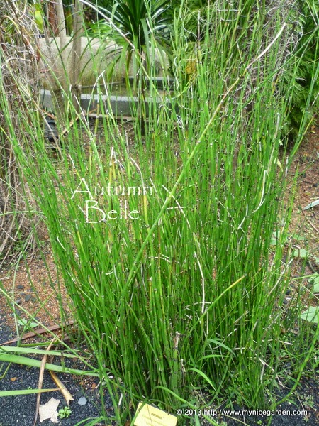 My Tropical Plants Finder: Equisetum ramosissimum - Horsetail