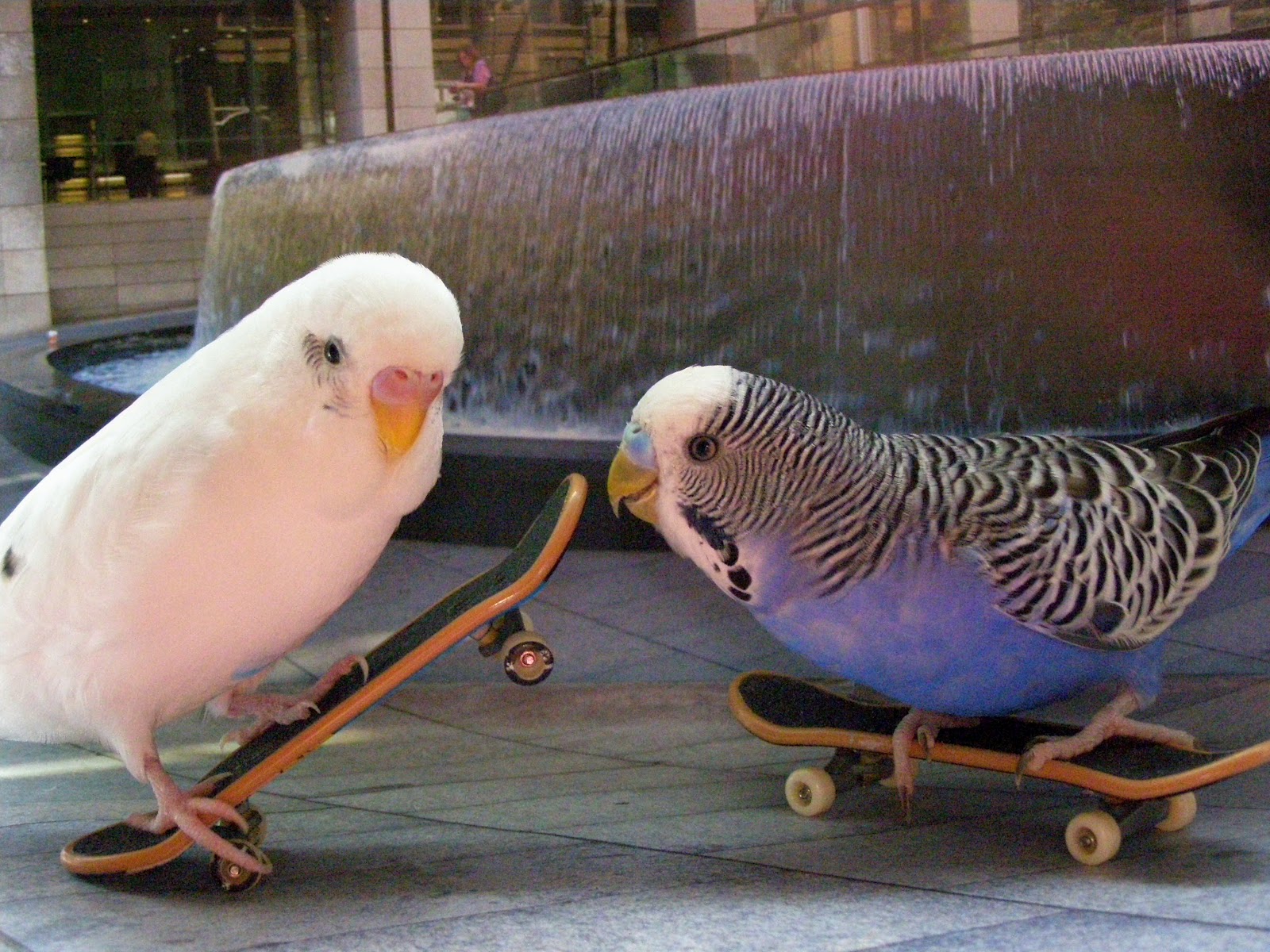 Budgies are Awesome: Week of Skateboarding Budgies: Day Two