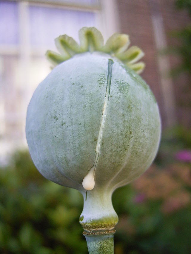 basics of crops: opium