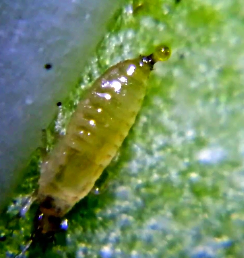 HAMA DAN PENYAKIT TANAMAN KENTANG | Pertanian