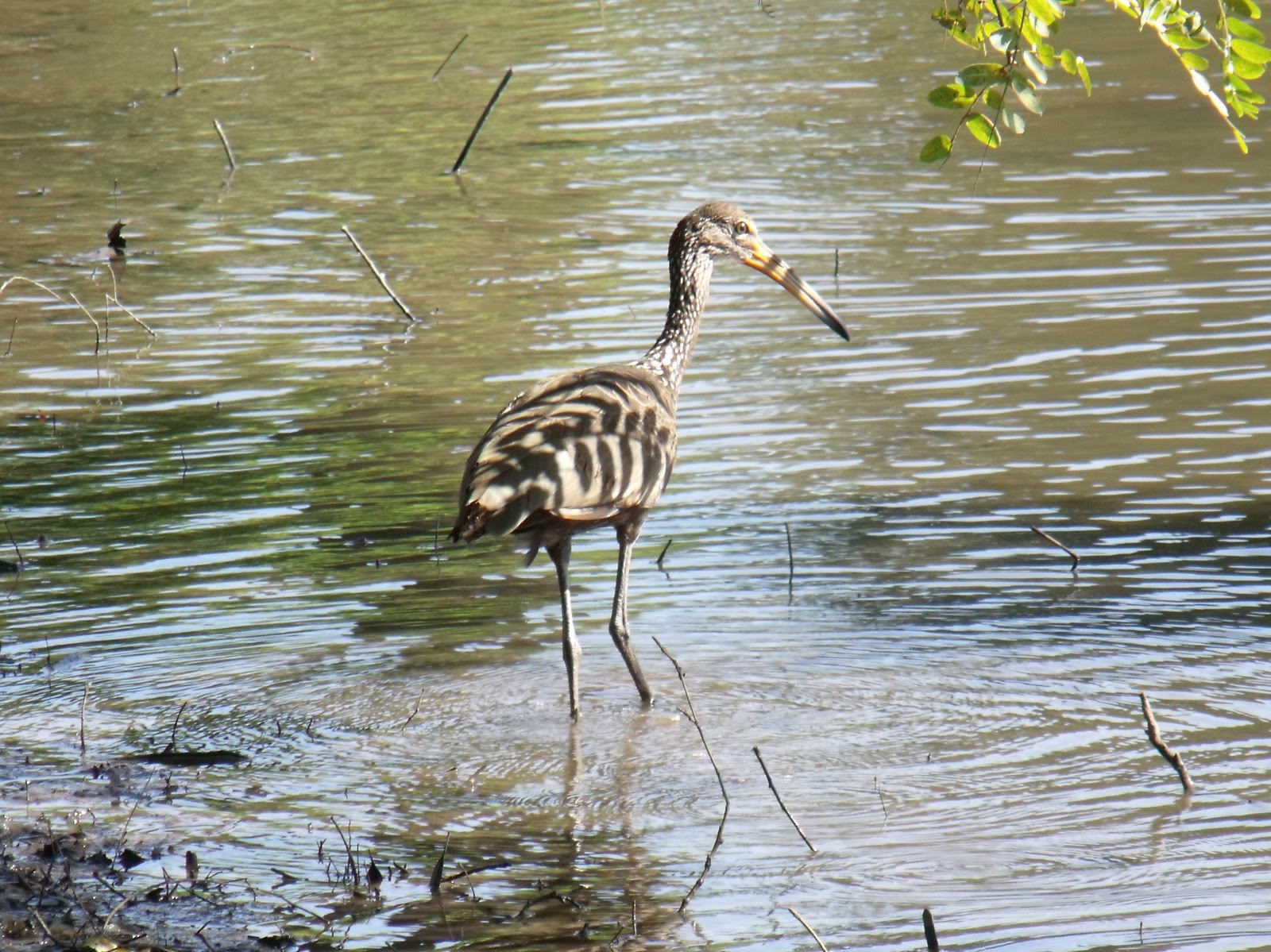NATURALEZA Y CULTURA: El Carau