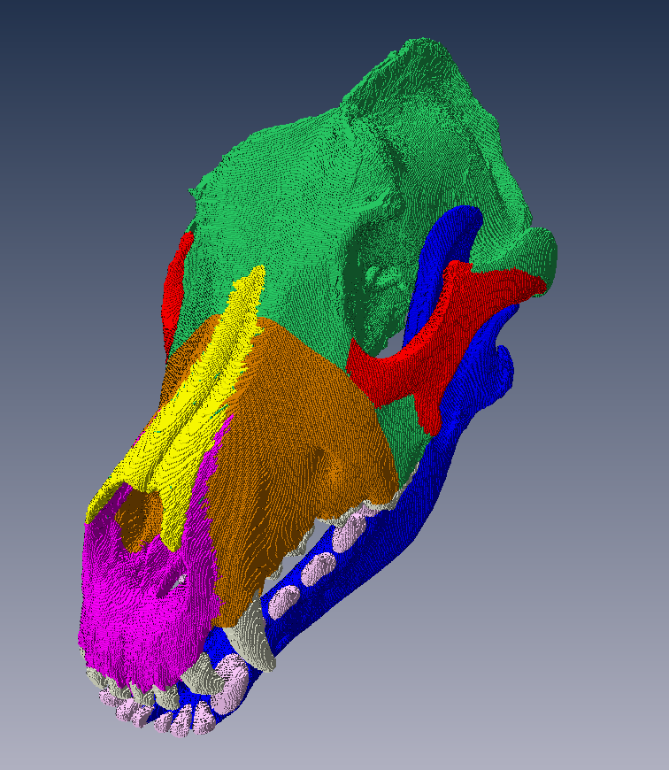 Anatamation Where Anatomy Meets Animation Segmenting The Canine Skull anatamation-where-anatomy-meets-animation-segmenting-the-canine-skull