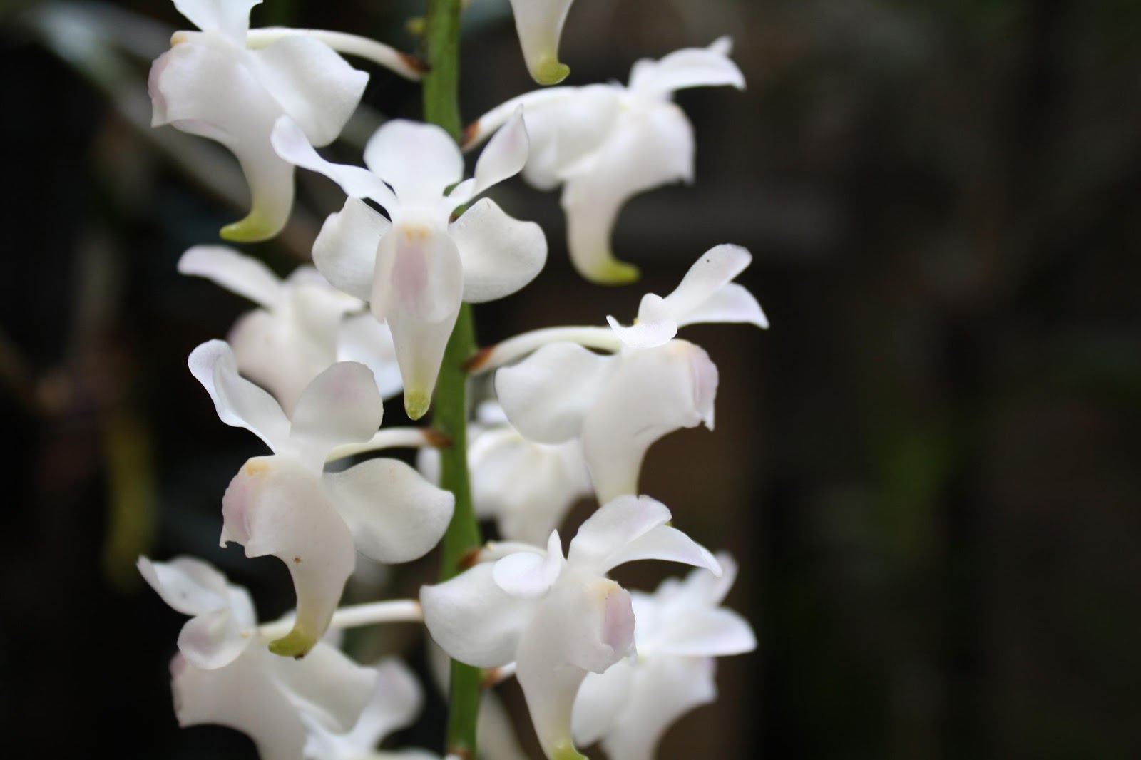 Grow and care Aerides orchids - Cat's-tail orchids - Fox brush orchids ...