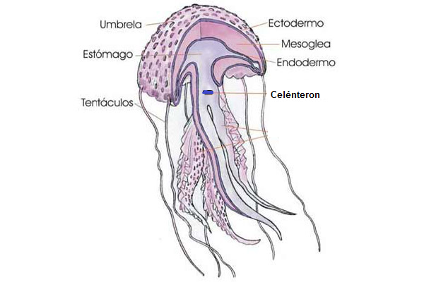 PrionicProtein: Cnidarios (medusas, pólipos y corales)