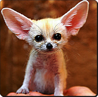 Fennec Fox Facts -Amazing Facts - Ask My Brain - Get More Knowlege