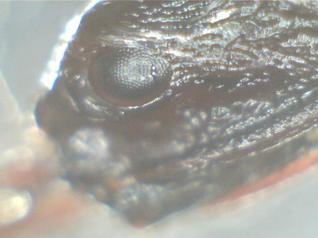 O MUNDO DOS INSETOS: FORMIGA VISTA NO MICROSCOPIO