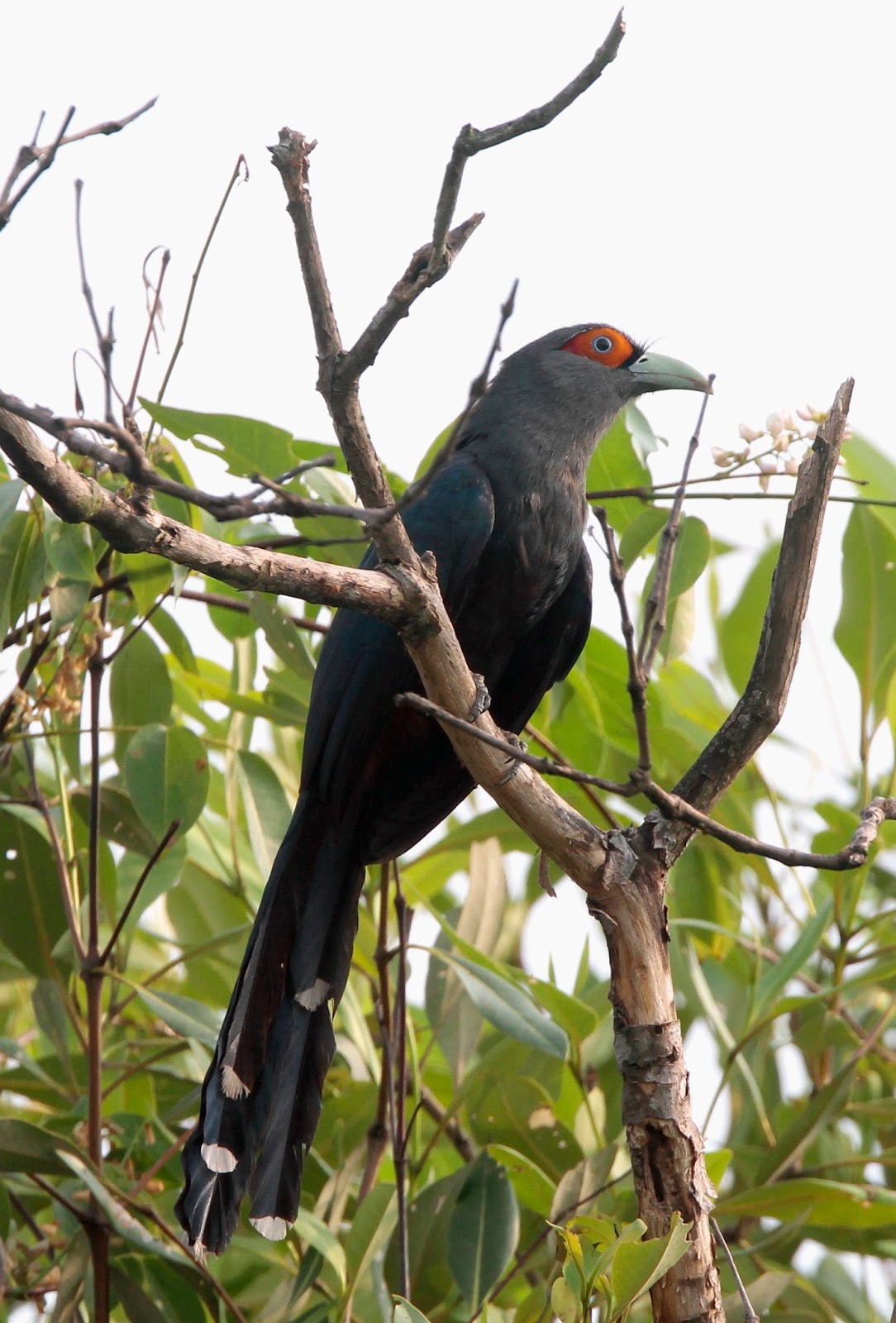 Mike is the name Birding is the game ( Birding in Malaysia - Malaysian ...