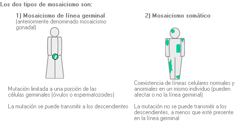 Genética y Biología Molecular : Mosaicismo Germinal