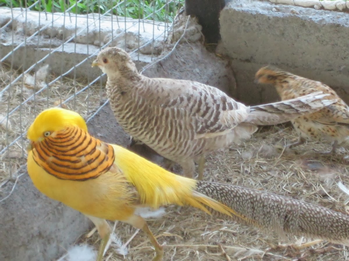 Granja de Selección y Reproducción de aves y animales de Raza.