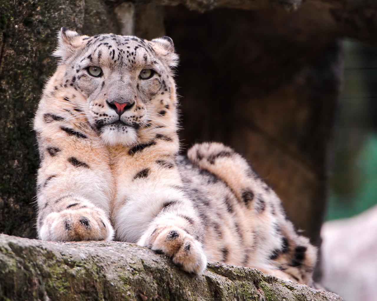 My Wallpaper Collection: Beautiful Snow Leopards (Part-1)
