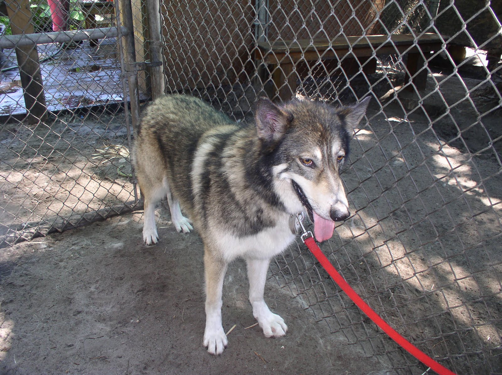Bay Oaks Seniors on the Go: Shy Wolf Sanctuary - Naples, Florida