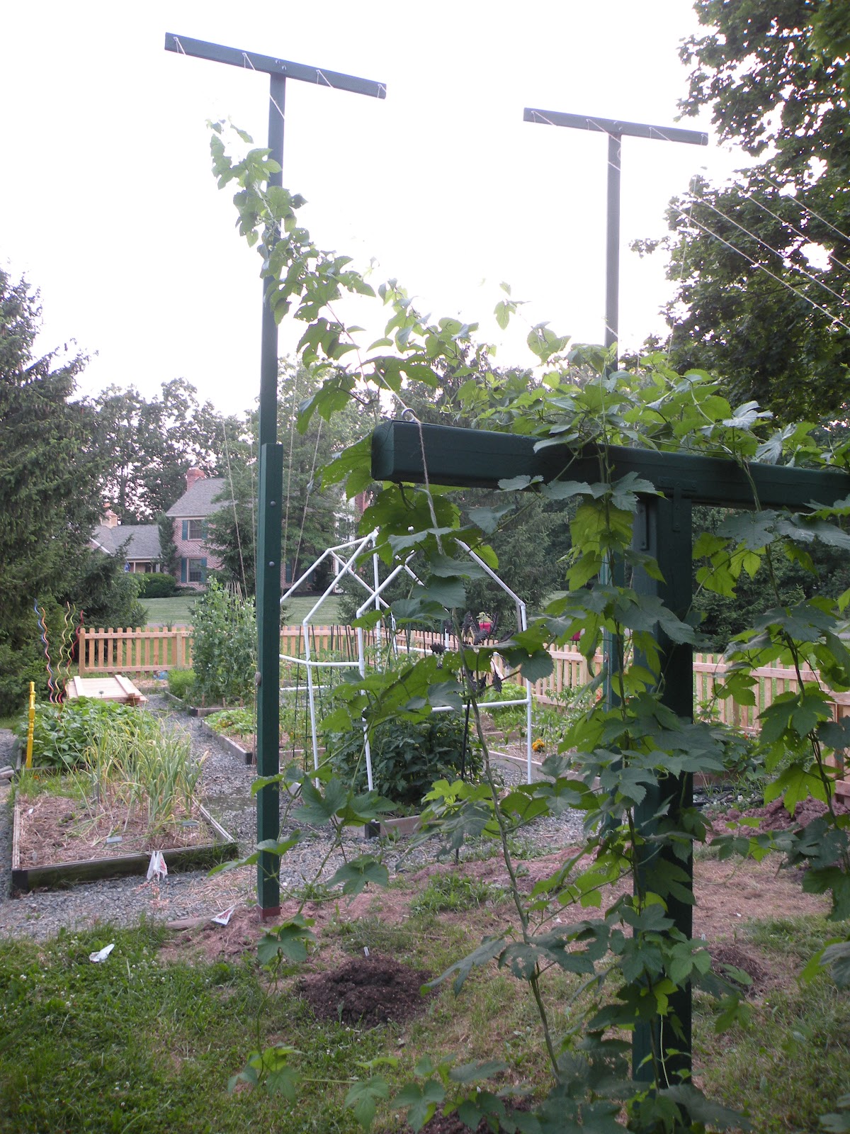 Harleysville Homestead: Hop Trellis Build Part 2