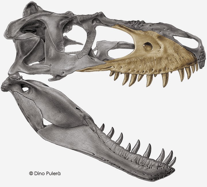 Tyrannosauroidea central: Osteology IX: Maxilla in lateral view