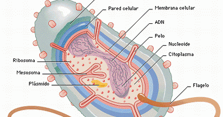 BACTERIAS: partes de las bacterias