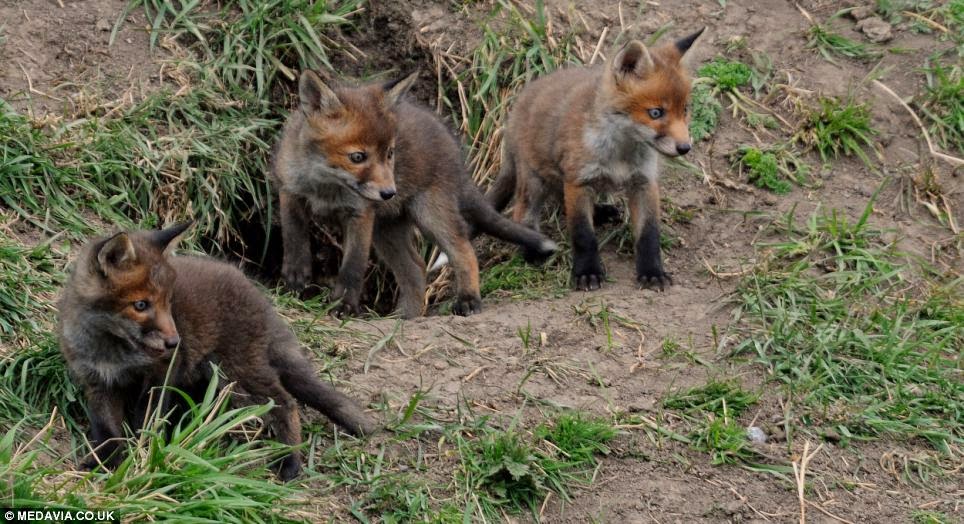 White Wolf : Mother and baby foxes venture out of their den to explore ...