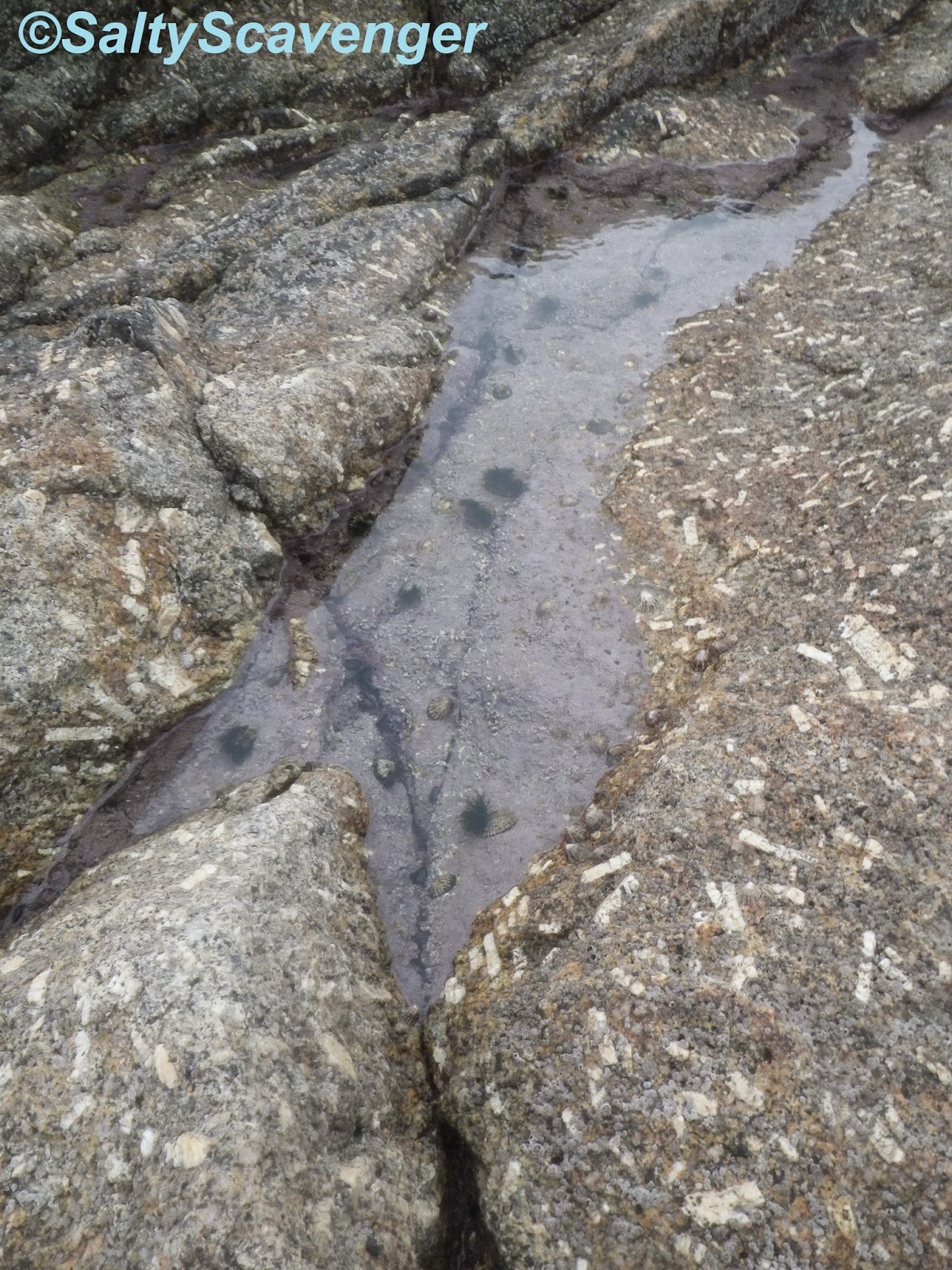 Rock Pooling: Rockpooling Destination: Revisit South- West Penwith ...