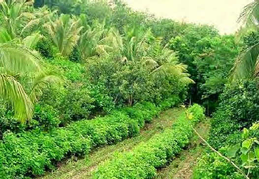 Teknik menata lahan miring metode SALT - Referensi Tani & Kebun Anda