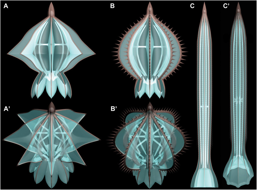 Species New To Science Paleontology 2015 A Vanished History Of Skeletonization In Cambrian Species New To Science Paleontology 2015 A Vanished History Of Skeletonization In Cambrian