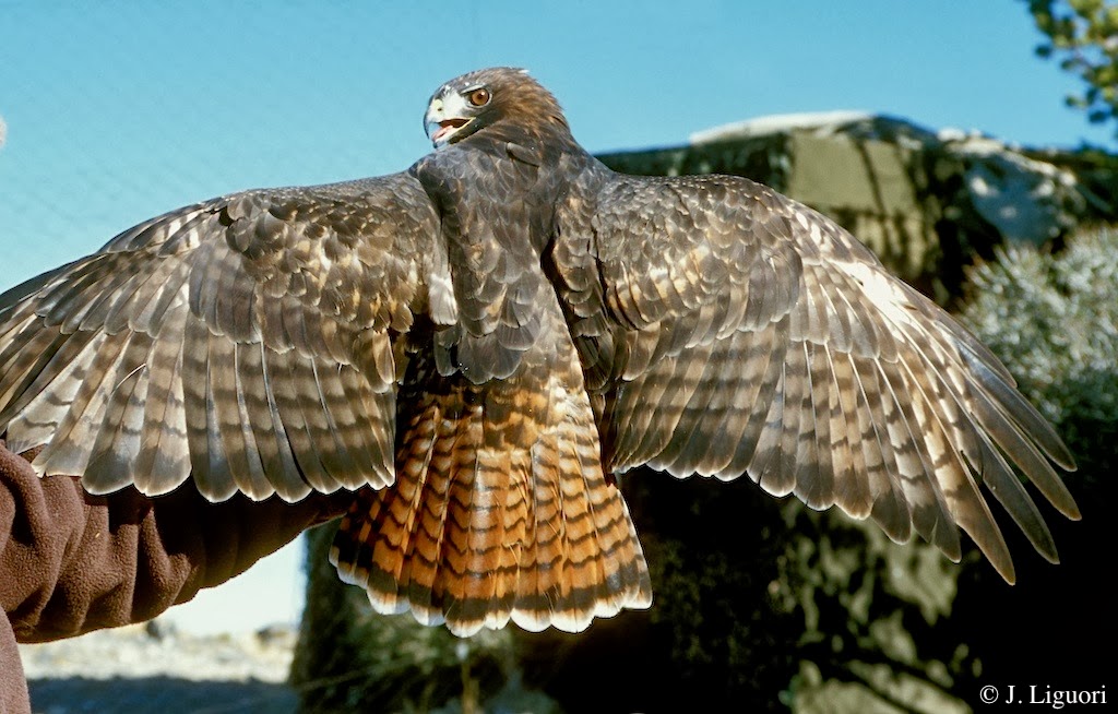 Raptor Identification and Photography: Ageing Adult Red-tails by Tail ...