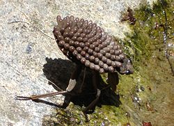 Nuevo insecto asesino! conocelo...