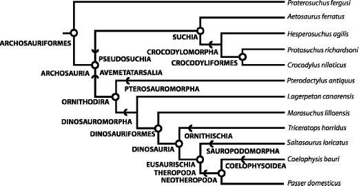 Evolutionary Vertebrate Zoology: 2012