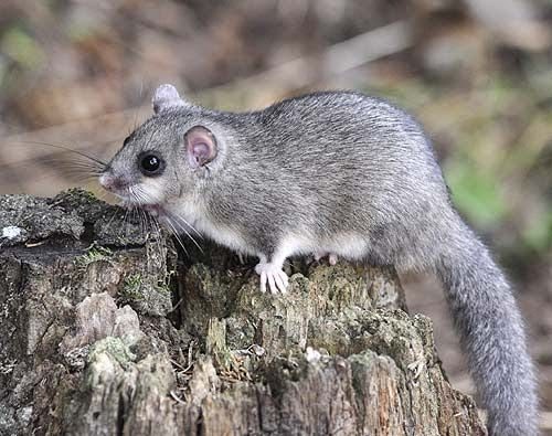 Factortigre: Arganaz