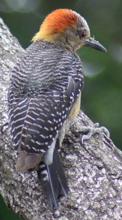 Diario de Campo: Congreso de Aves