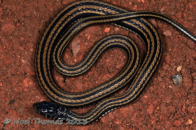 Ular Asli Indonesia: Mengidentifikasi Ular