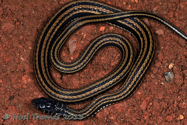 Ular Asli Indonesia: Ular Lare Angon (Xenochrophis vittatus)