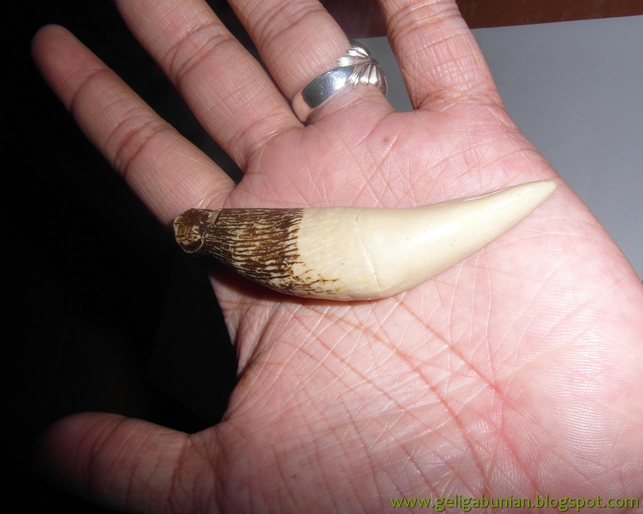 BLOG UTAMA Y.M PADUKA AYAHANDA PAY 8: KALUNG TARING HARIMAU