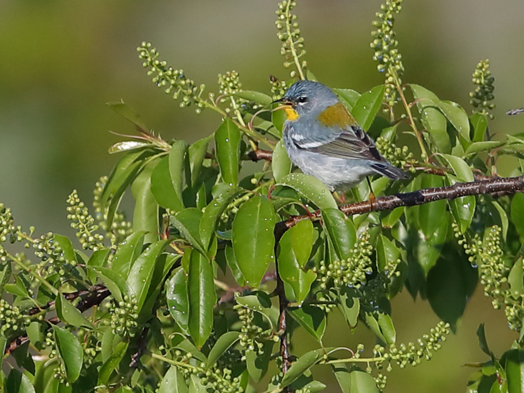 See What I See: Ocean City NJ wildlife -small birds