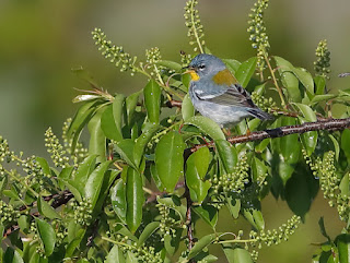 See What I See: Ocean City NJ wildlife -small birds