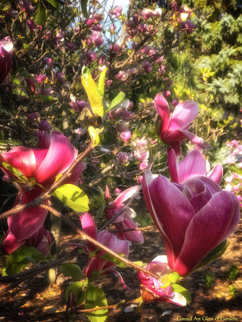 Conrad Art Glass & Gardens: More of spring at Oak Lawn Cheese Factory...