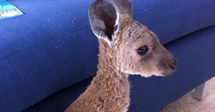 Baby Kangaroo Diaper