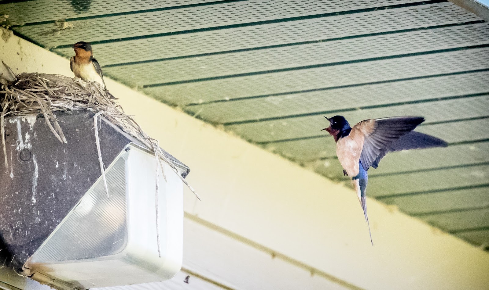 Feather Tailed Stories: Barn Swallow