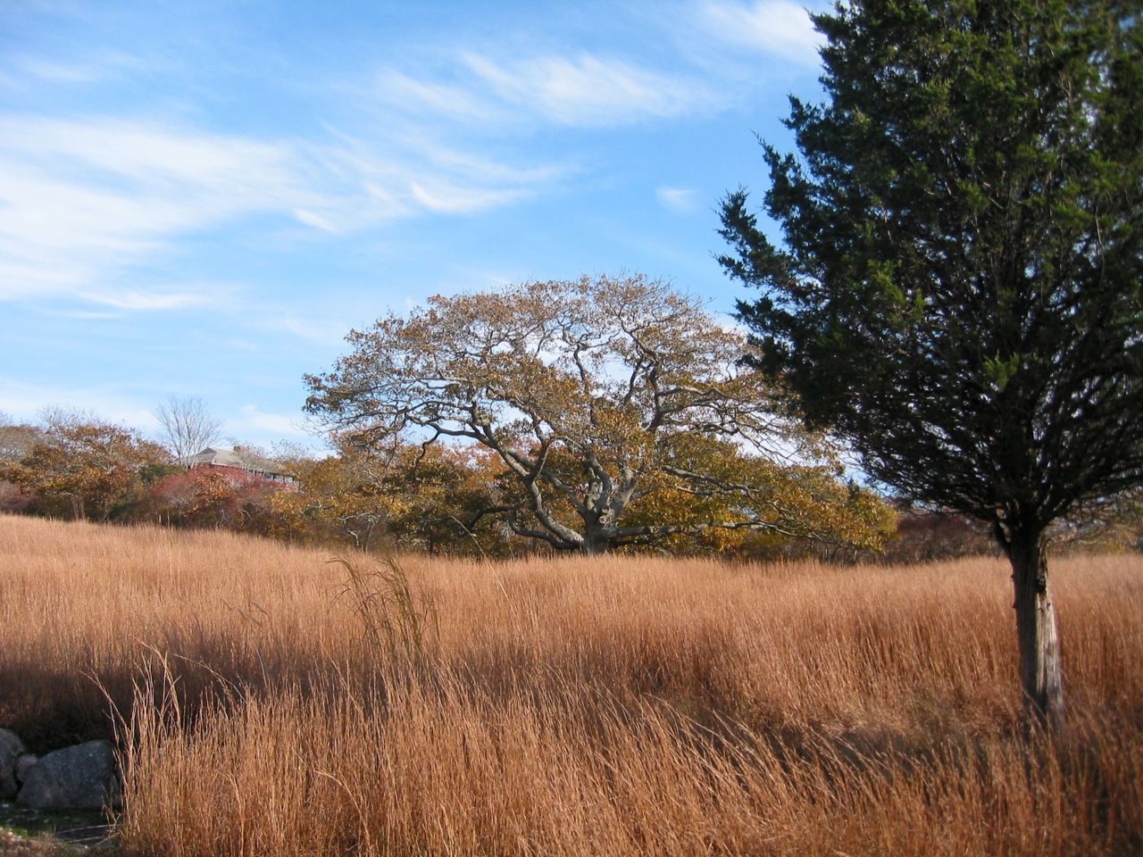 A Great, Native Grass for Your Garden - Little Bluestem