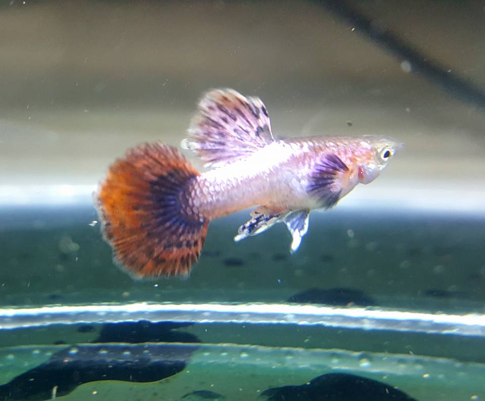 50 Jenis dan Tipe Ikan Gapi Gapi | Hewan Indonesia dan Jual Beli