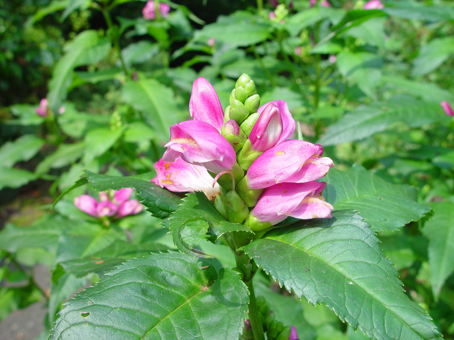 February 2013 - Flowers