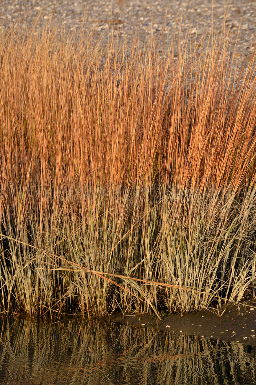 Woods Walks and Wildlife: Snow Bunting Storm