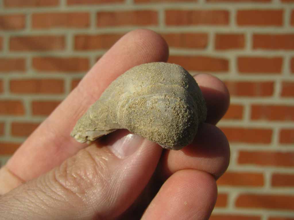 Views of the Mahantango: Pycnodonte newberryi from Utah