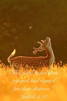 Balanced Living Bible Study: Week 1 - The Book of Judith Study