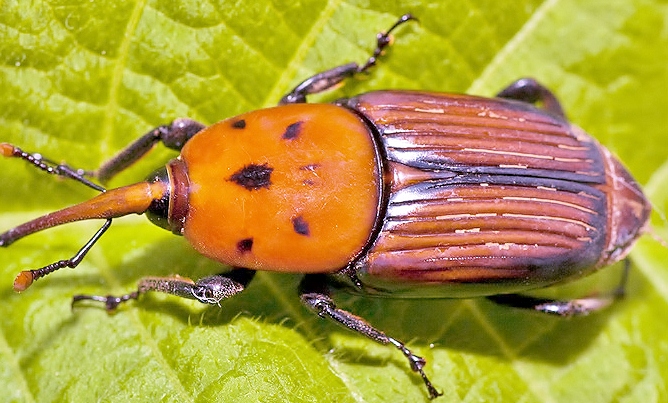 El Huerto de Jose Antonio: El Picudo Rojo.
