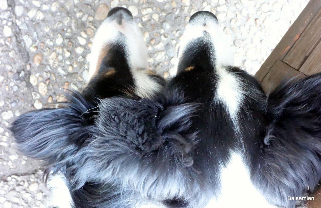 Balsemien: Siamese tweeling...