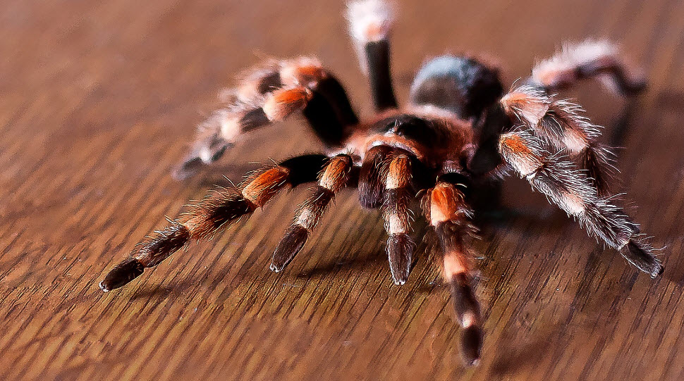 Tarantula | Wild Life World
