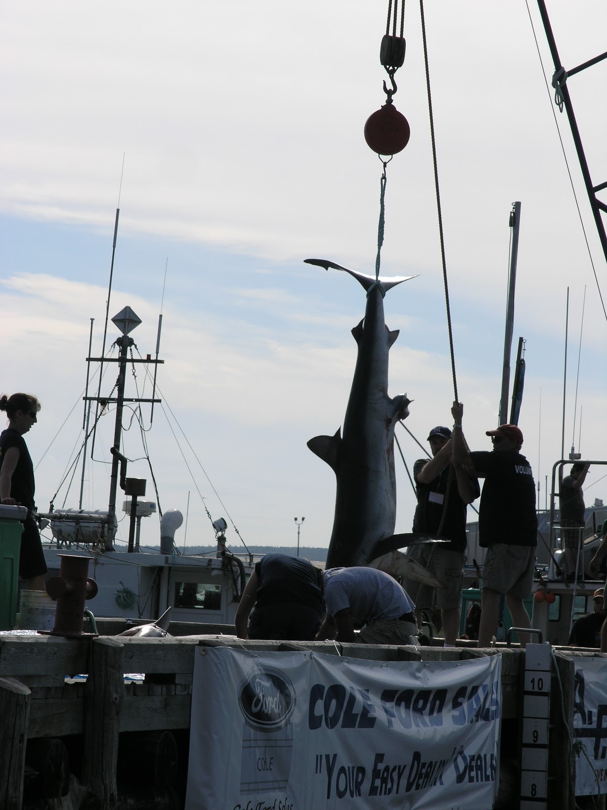 Retire from the usual in Liverpool, Nova Scotia : Shark Weigh-in ...