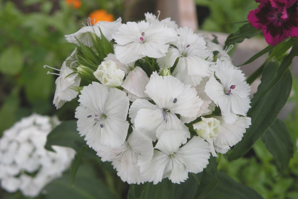 hand made: Garofite chinezesti